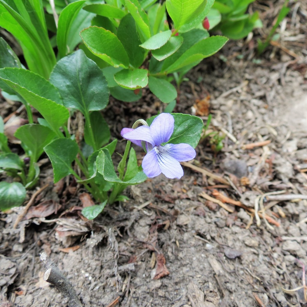 hookedspur violet from Bear Lake Trailhead, Colorado on July 10, 2017 ...