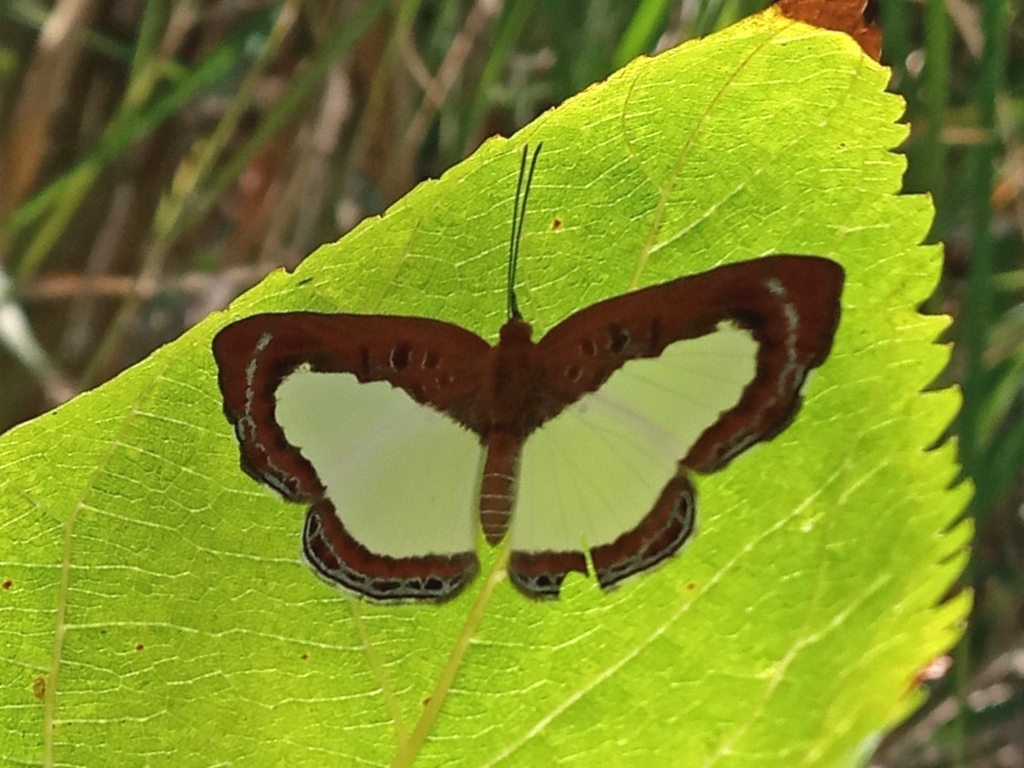 Synargis calyce (Borboletas de Rio Claro, SP/Butterflies of Rio Claro ...