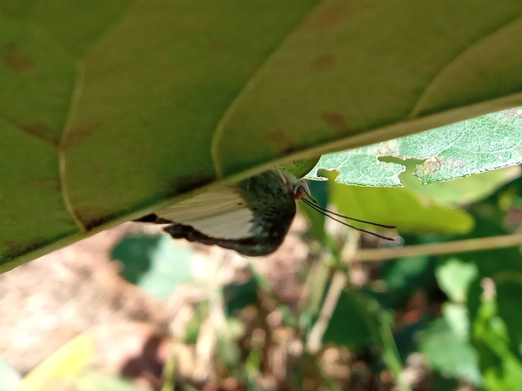 Synargis calyce (Borboletas de Rio Claro, SP/Butterflies of Rio Claro ...