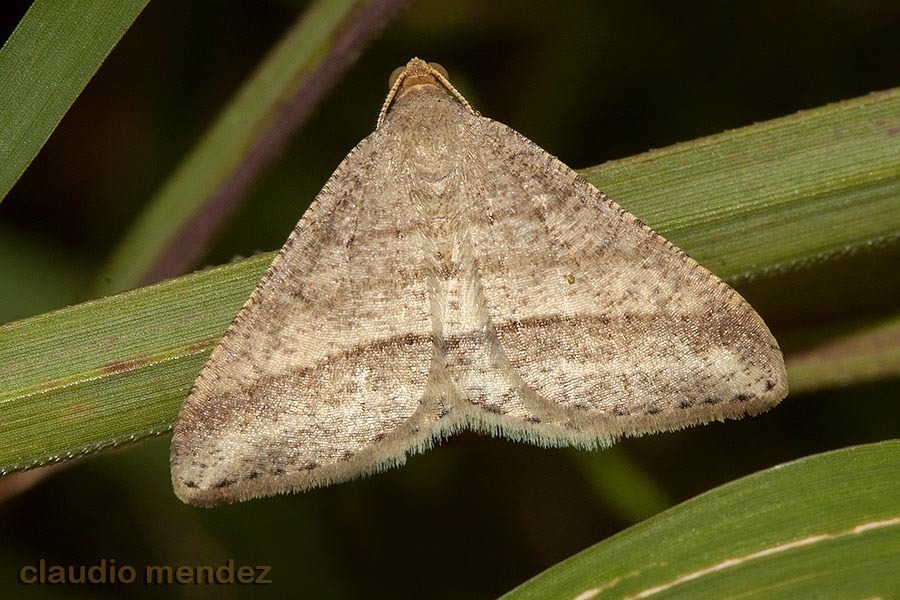 Geometer Moths from Gualeguaychú, Entre Ríos, Argentina on March 24 ...