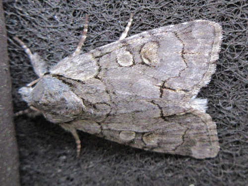 Acronicta bellula · iNaturalist