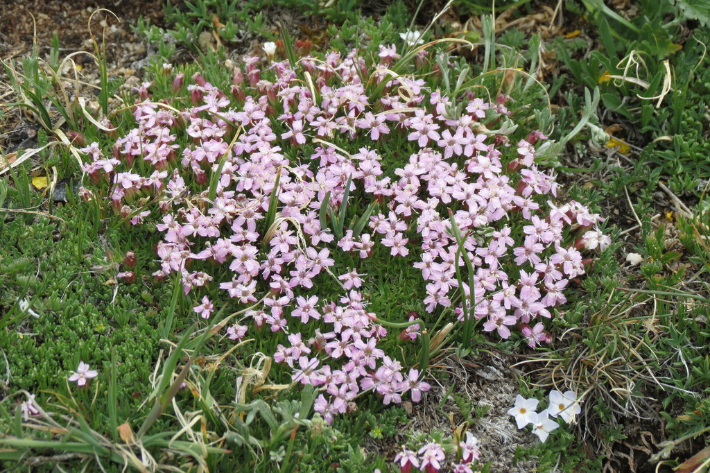 Moss Campion from Bear Lake Trailhead, Colorado on July 11, 2017 at 01: ...