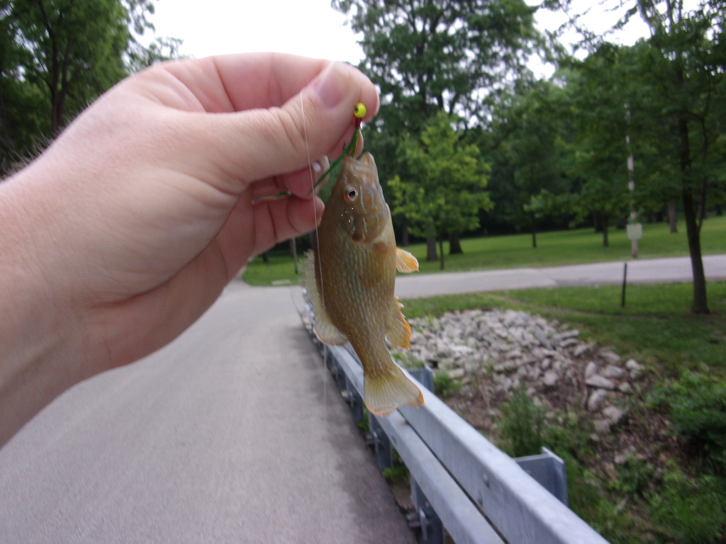 Green Sunfish from Lasalle County, IL, USA on May 30, 2018 at 01:01 PM ...