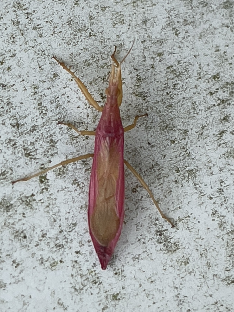 Pnirontis languida from Liberty County, TX, USA on May 7, 2022 at 12:10 ...