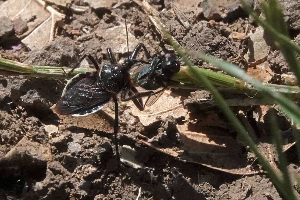 California Bee Assassin from Ed Wilson Trail, Coyote Lake County Park ...