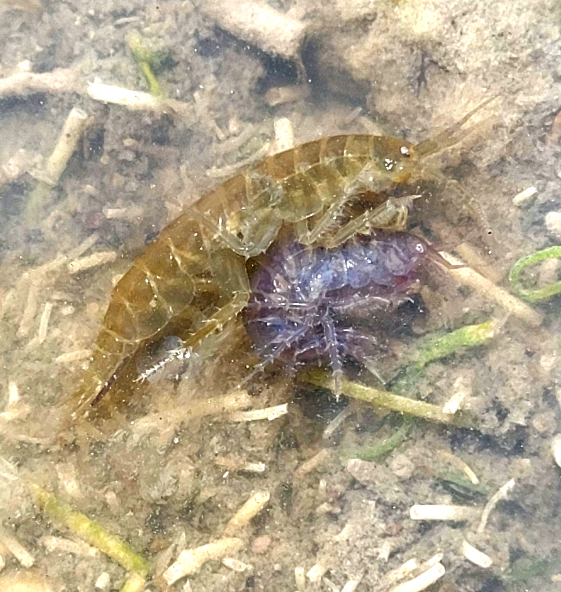 Gammarus lacustris G.O.Sars, 1863