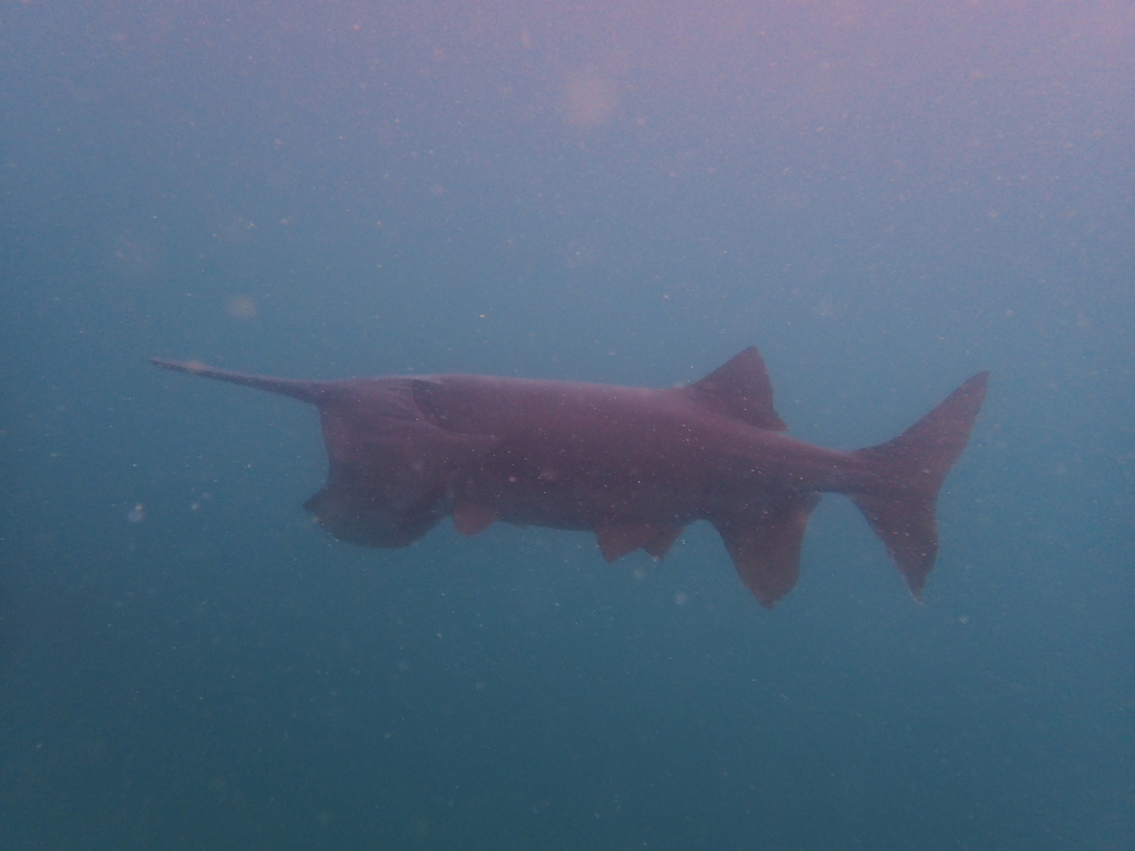 American Paddlefish from Cass County, IN, USA on October 03, 2021 at 09 ...