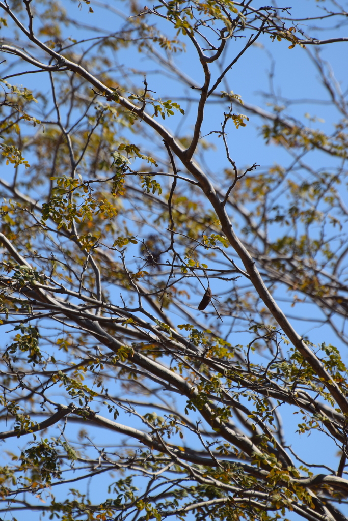 Libidibia sclerocarpa from Mazatlán, Sinaloa, Mexico on May 02, 2022 at ...