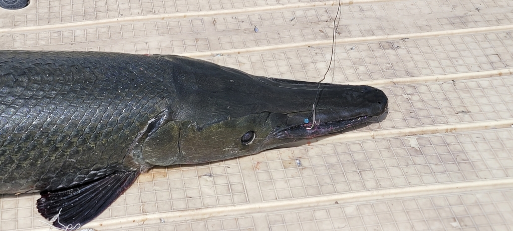 Alligator Gar from Armand Bayou Nature Center on May 7, 2022 at 03:42 ...