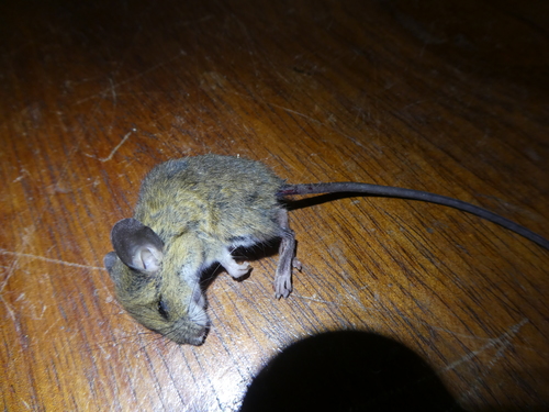 Ratón cosechero chato (Reithrodontomys brevirostris) · iNaturalist Mexico