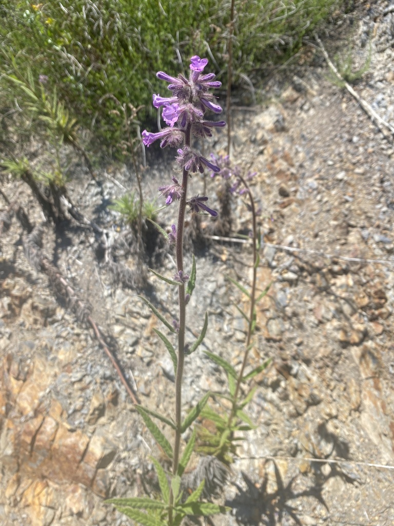 Poodle-dog bush from Orange County, Cleveland National Forest, US-CA ...