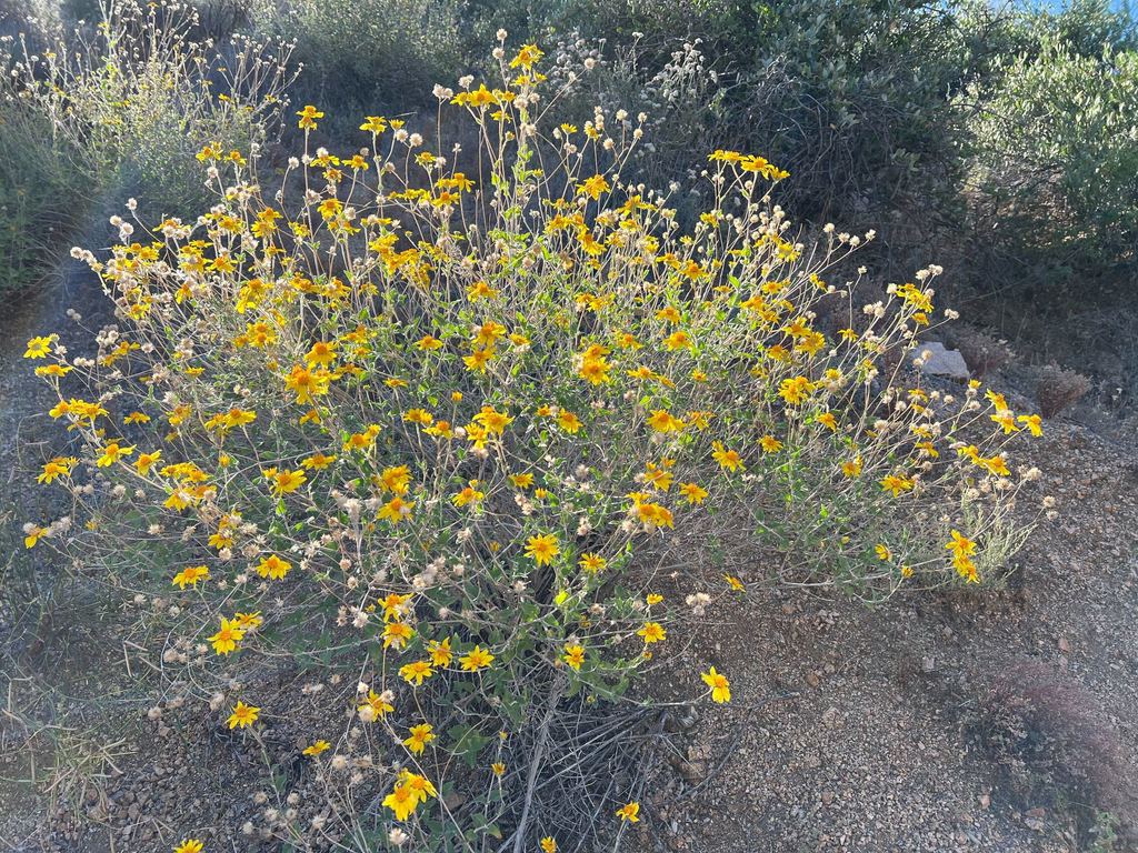 Bahiopsis from Maricopa, Arizona, United States on May 7, 2022 at 08:02 ...