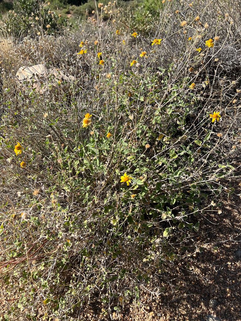 Bahiopsis from Maricopa, Arizona, United States on May 7, 2022 at 07:50 ...