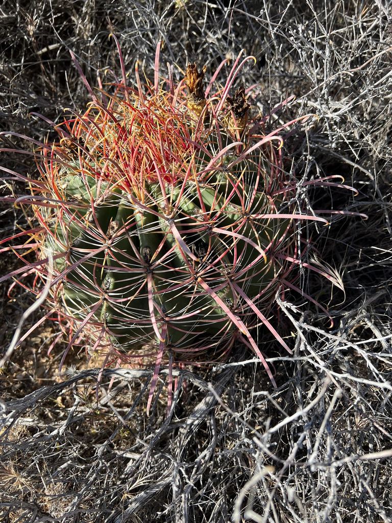 fishhook barrel cactus in May 2022 by George Roark. Apologies for these ...