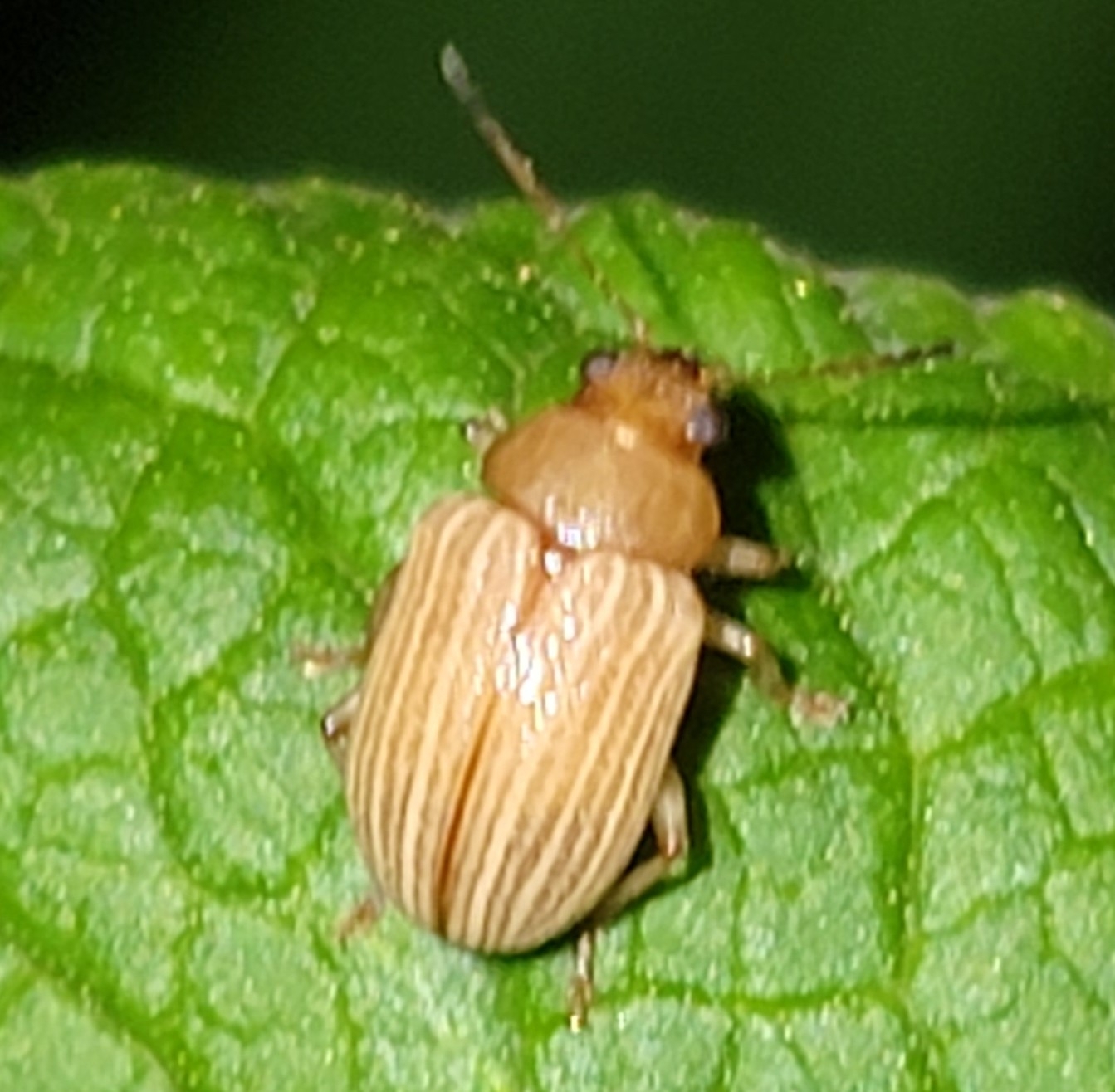 Colaspis brunnea (Fabricius, 1798)