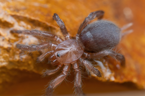 Hexurella uwiiltil · iNaturalist