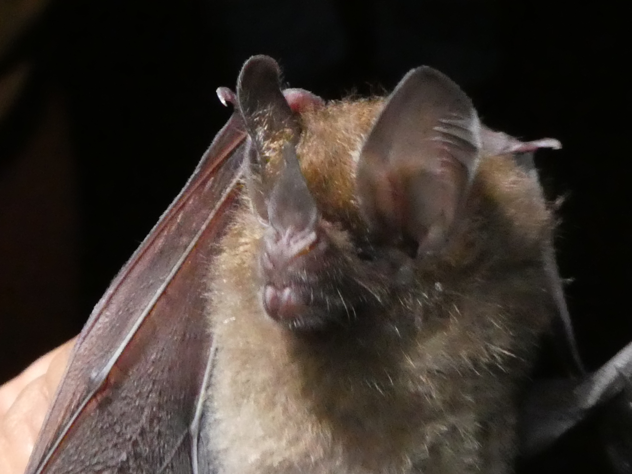 Micronycteris microtis Miller, 1898