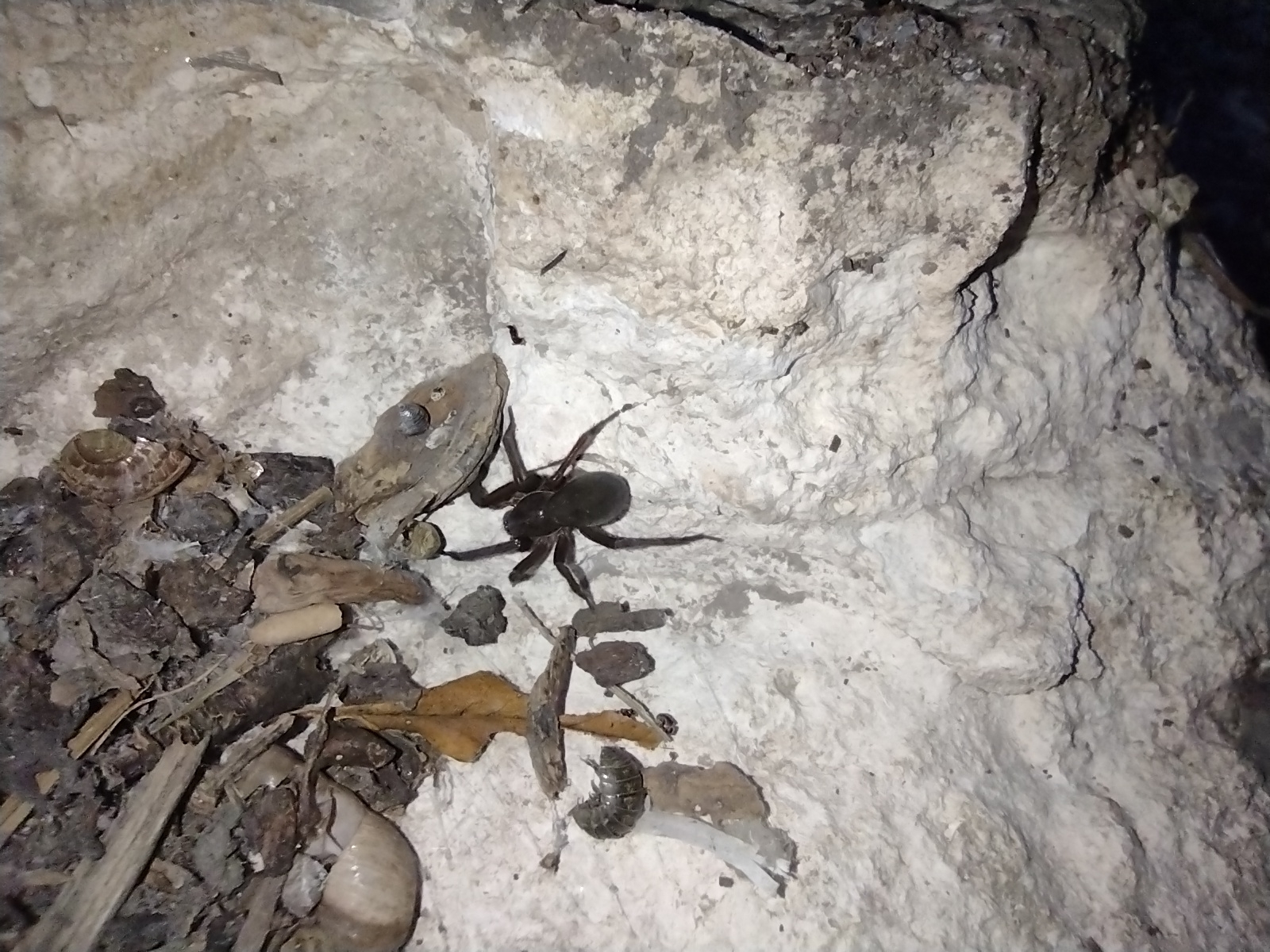 Zorocrates fuscus Simon, 1888