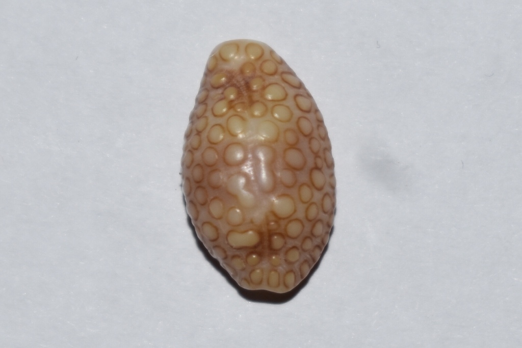 Jenner's cowry from Pacific Ocean, Jaco, Puntarenas, CR on April 2 ...