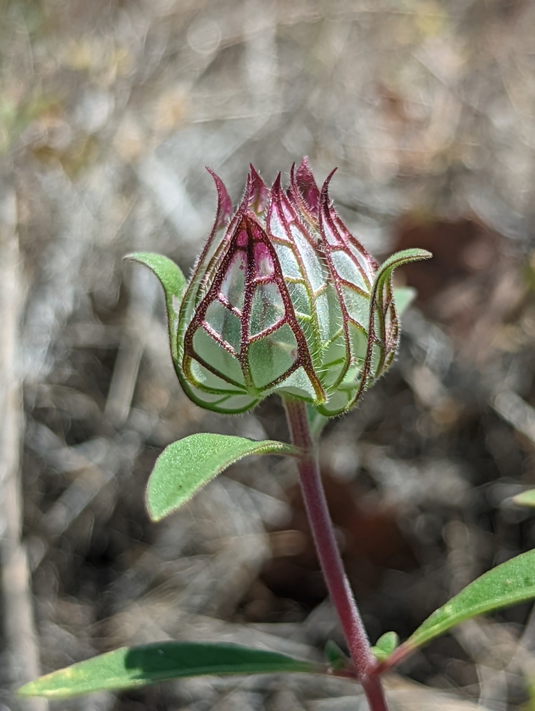 Windowpane monardella (Monardella venosa) - Botanical Realm