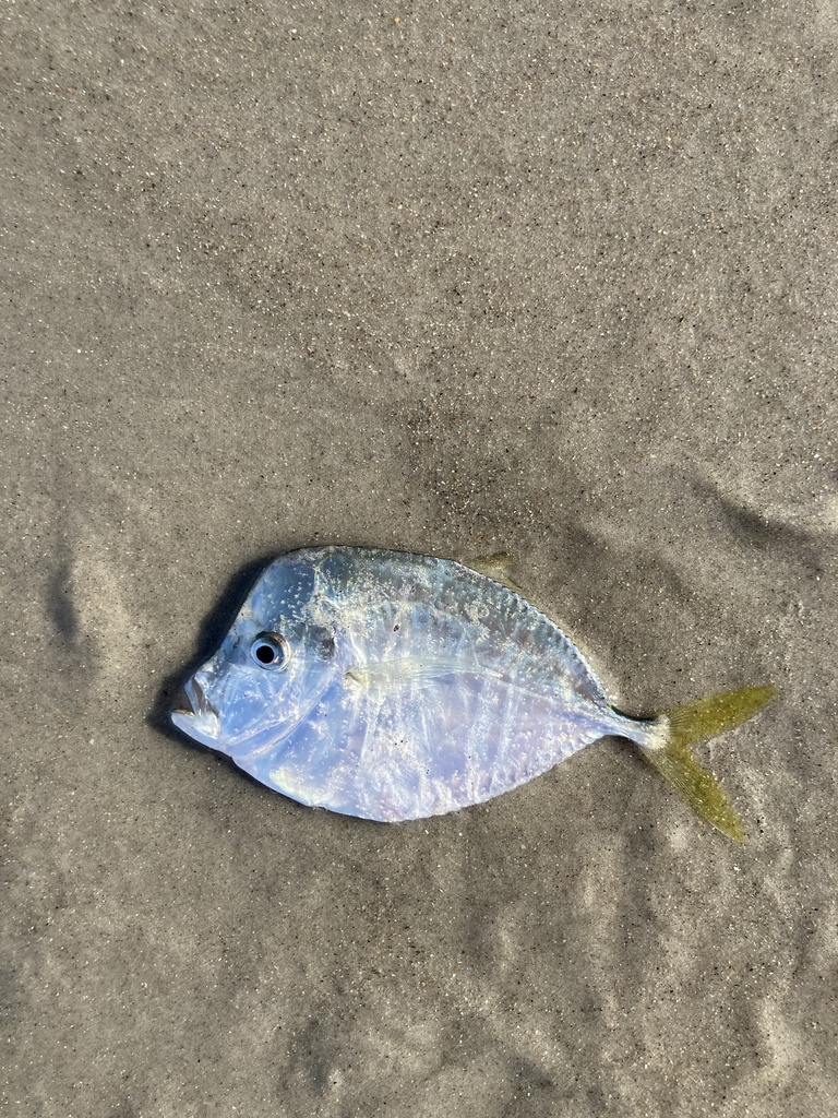 Atlantic Moonfish from North Atlantic Ocean, Wilmington, NC, US on ...
