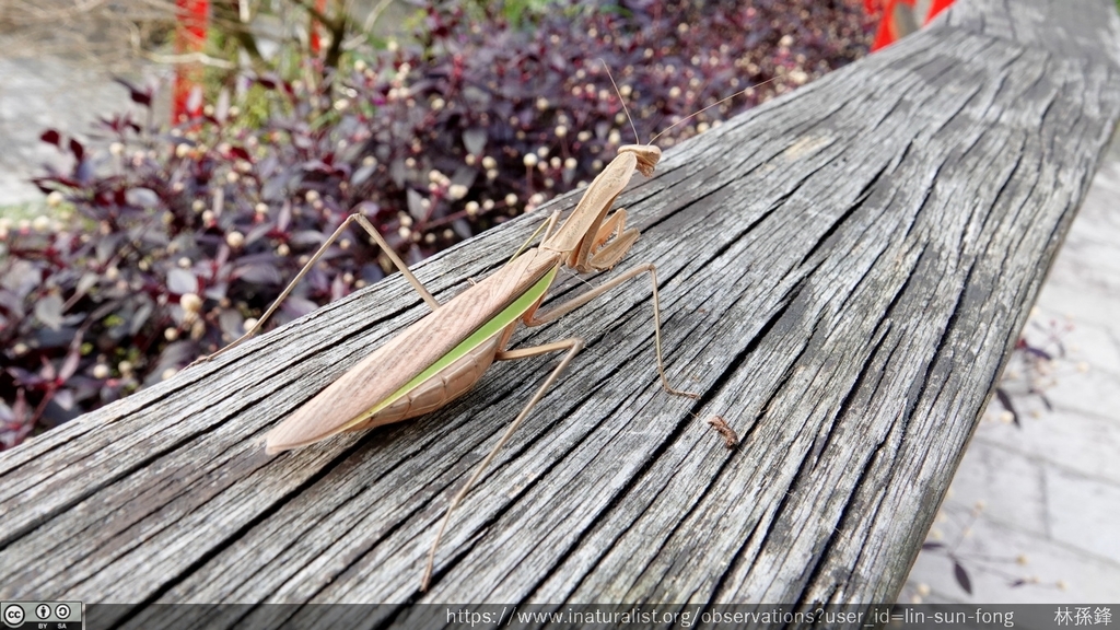 Japanese Giant Mantis from 台灣台北市文山區指南宮 on February 12, 2020 at 05:26 PM ...