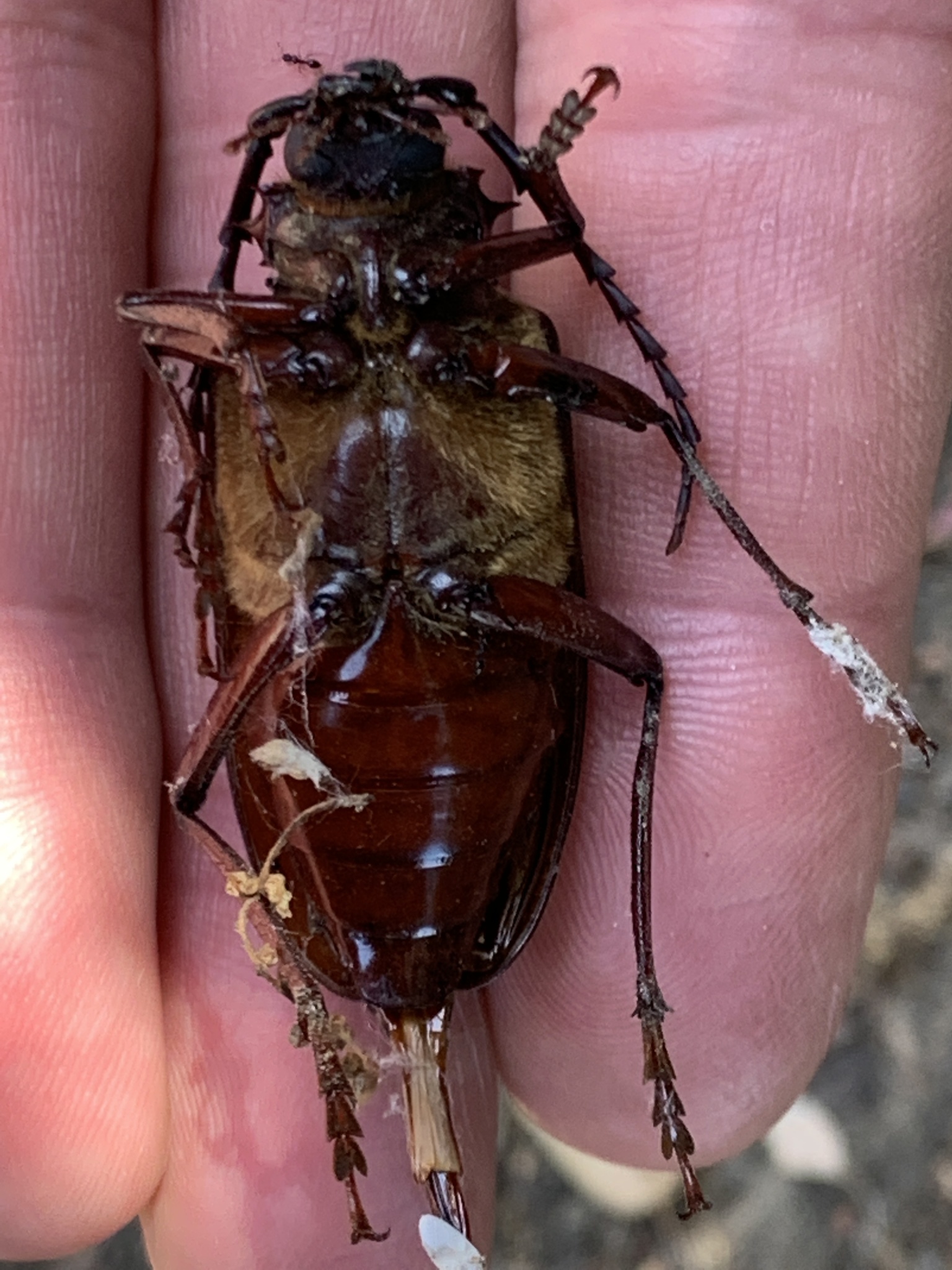 Prionus californicus Motschulsky, 1845