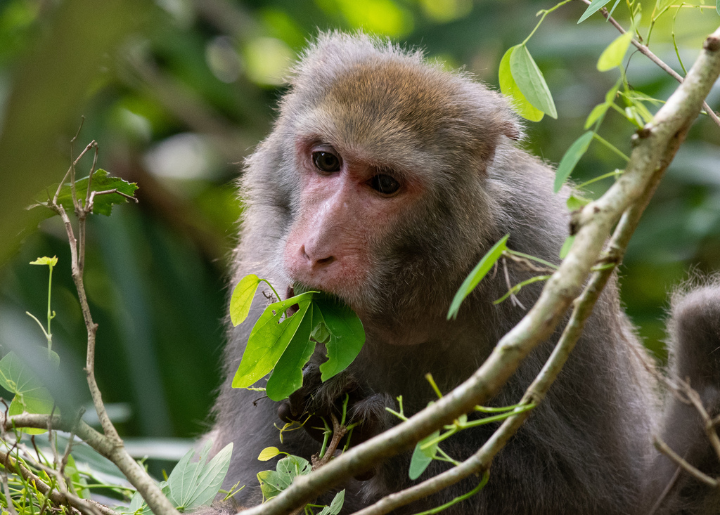 Macaques (Macaca) - Know Your Mammals