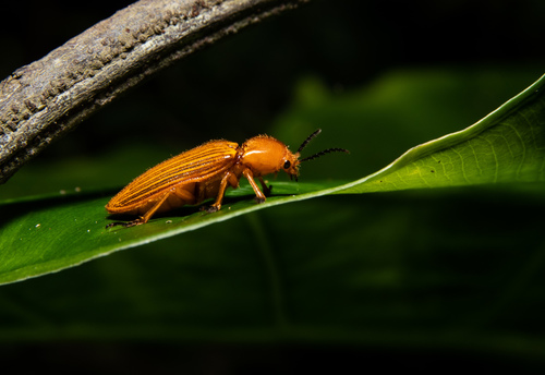 Genus Hemiops · iNaturalist