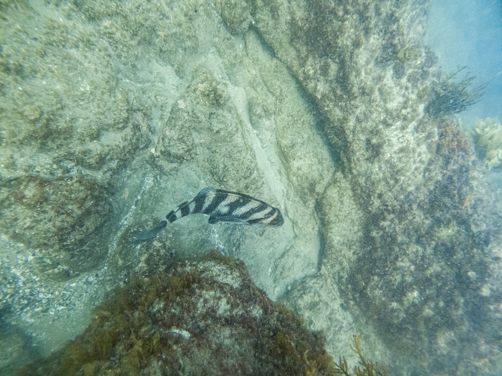 Banded Morwong from Auckland, New Zealand on May 07, 2022 at 12:00 PM ...