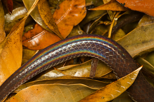 Sunbeam Snakes (Xenopeltidae) - Snakes and Lizards
