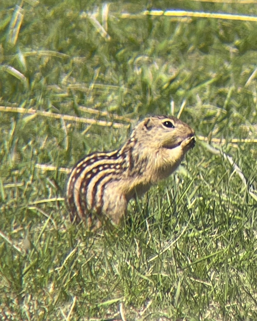 Thirteen-lined Ground Squirrel from Rice County, US-MN, US on May 07 ...