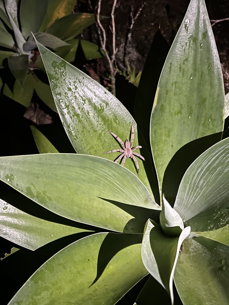 Bromeliad spiders from Paraiso, Cartago, CR on May 07, 2022 at 09:02 PM ...