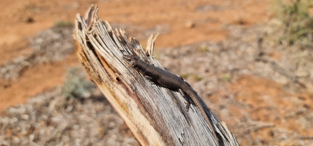 Tree Skink from Telowie SA 5540, Australia on May 07, 2022 at 12:18 PM ...