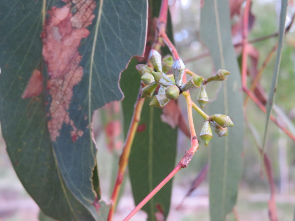 Mealy Stringybark from Blackburn Lake Sanctuary on May 02, 2022 at 03: ...