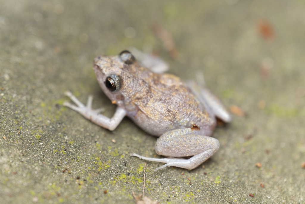 Greenhouse Frog in April 2022 by Lawrence Hylton · iNaturalist