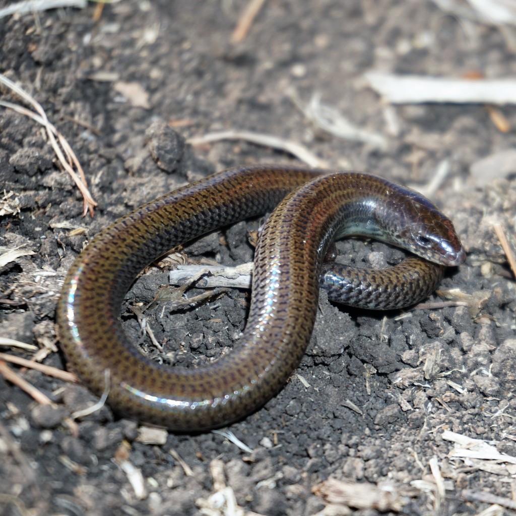 Long-legged Worm-skink from Allora QLD 4362, Australia on April 27 ...