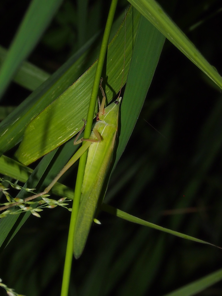 Euconocephalus Katydids from Lin Fa Tei, Hong Kong on June 4, 2018 at ...