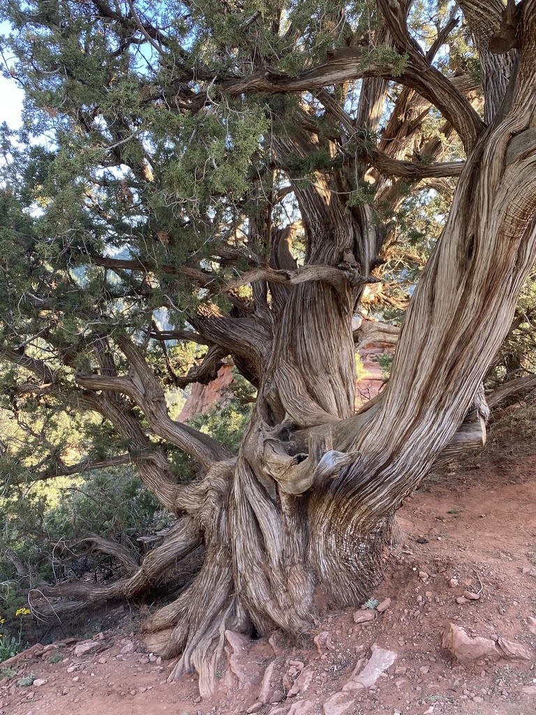 junipers from Coconino National Forest, Sedona, AZ, US on May 5, 2022 ...