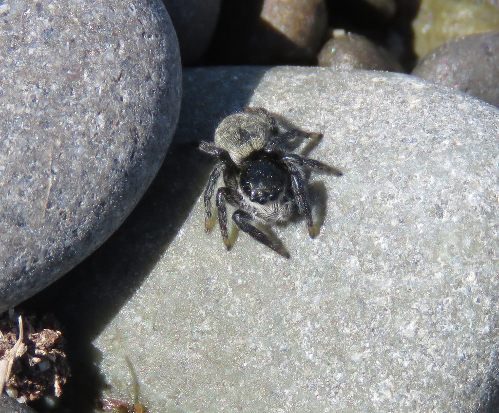 Marpissa marina from Southbridge, New Zealand on September 30, 2020 at ...