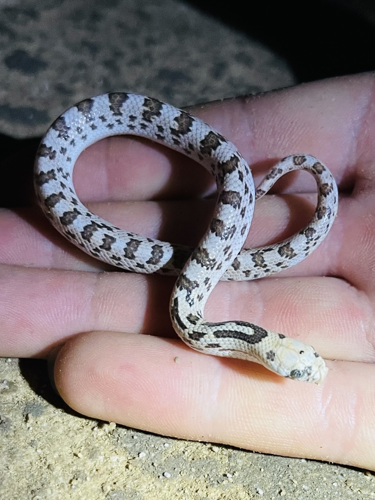 Western Leaf-nosed Snake from La Paz, BCS, MX on May 7, 2022 at 08:51 ...