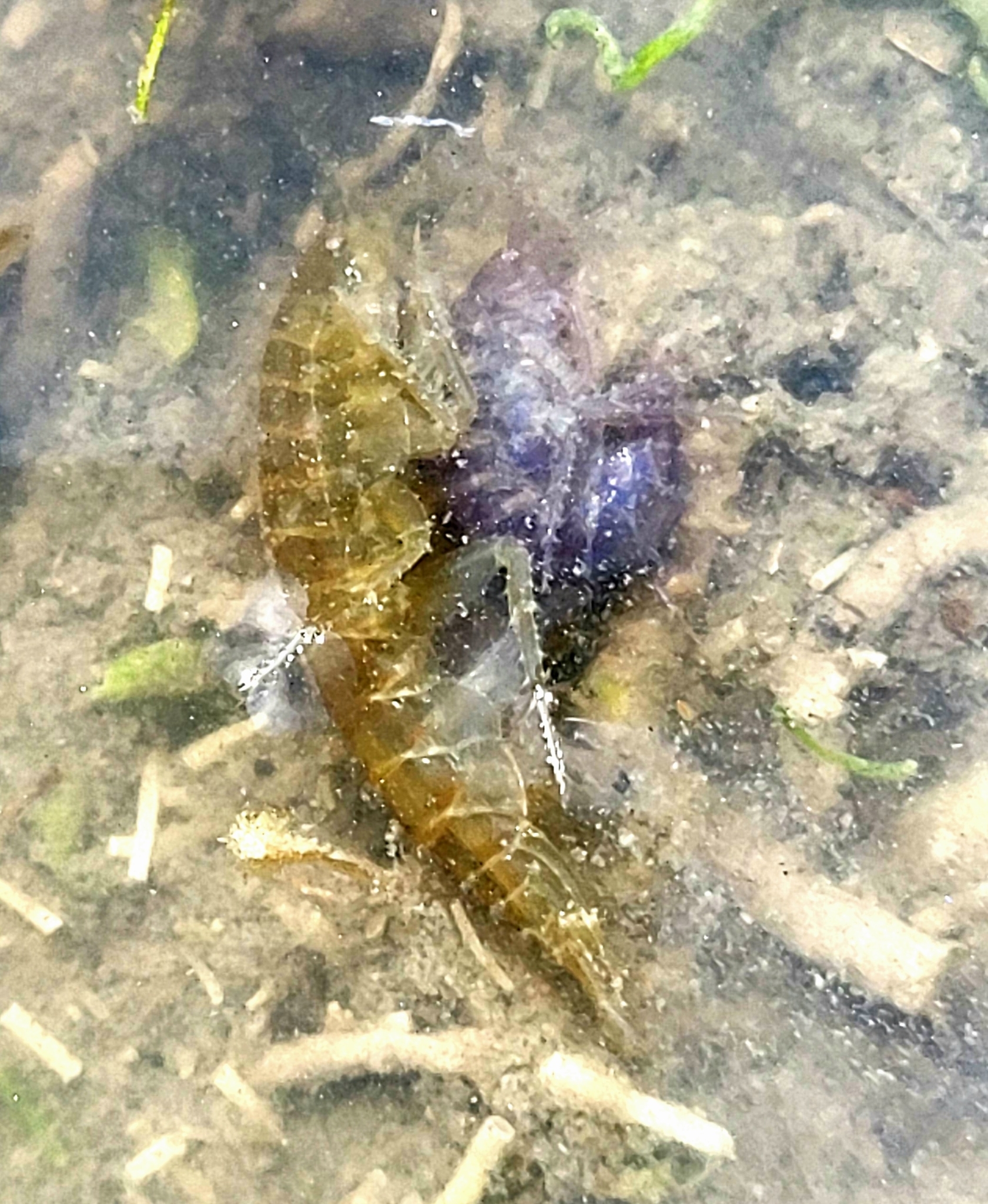 Gammarus lacustris G.O.Sars, 1863