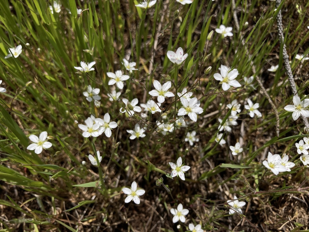 Slender Stitchwort from Fidalgo Head, Anacortes, Skagit County ...