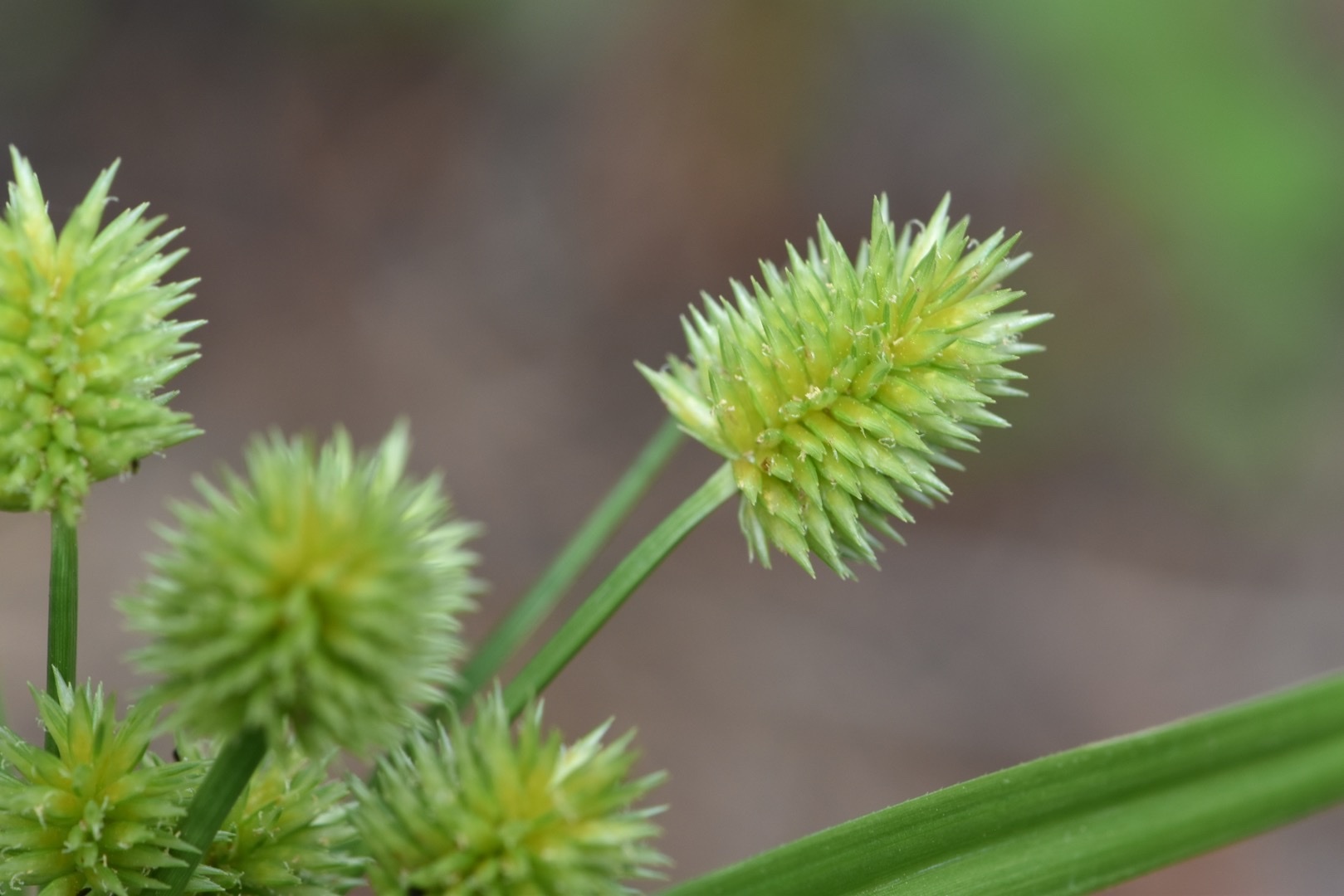 Cyperus retrorsus Chapm.