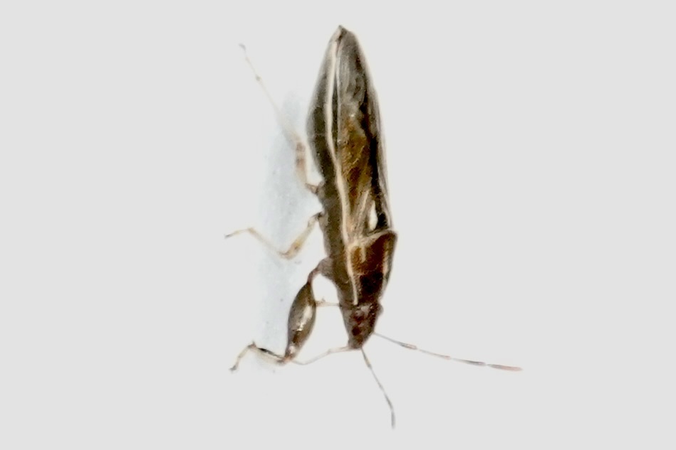 Pachygronthidae