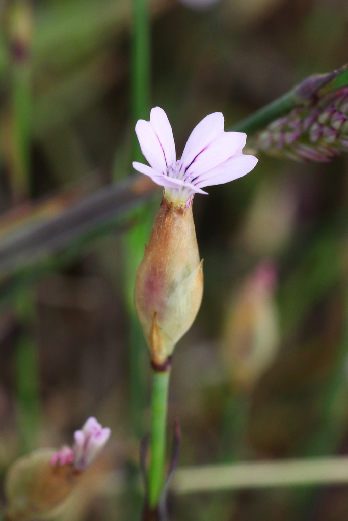 Proliferous Pink in June 2018 by Dave Barlow. The only site in northern ...