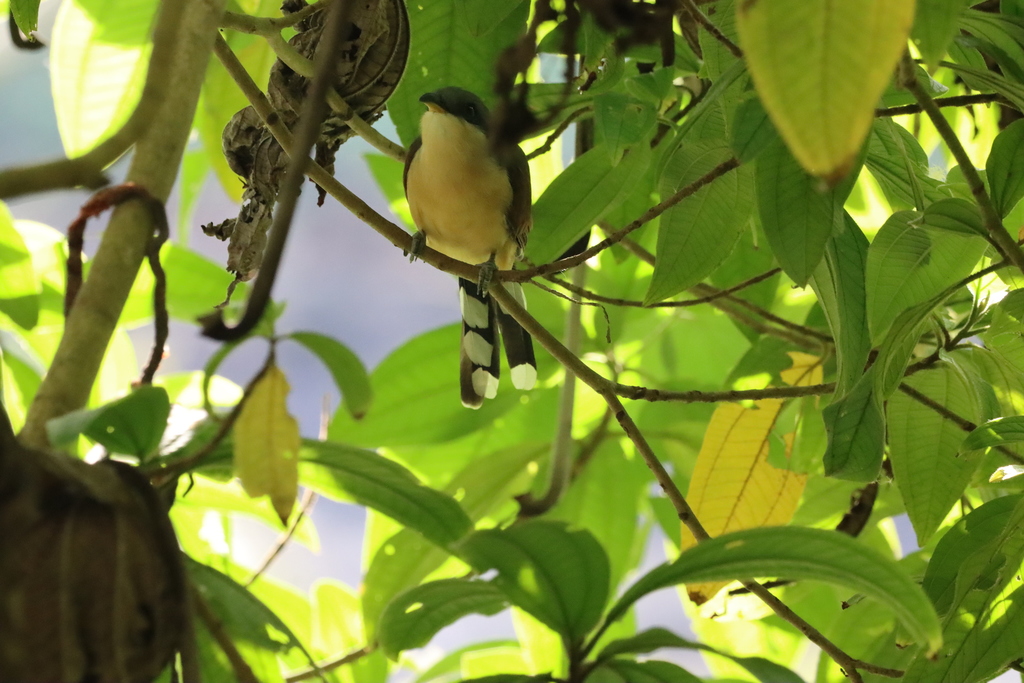 Cocos Cuckoo in March 2022 by Oliver Komar · iNaturalist