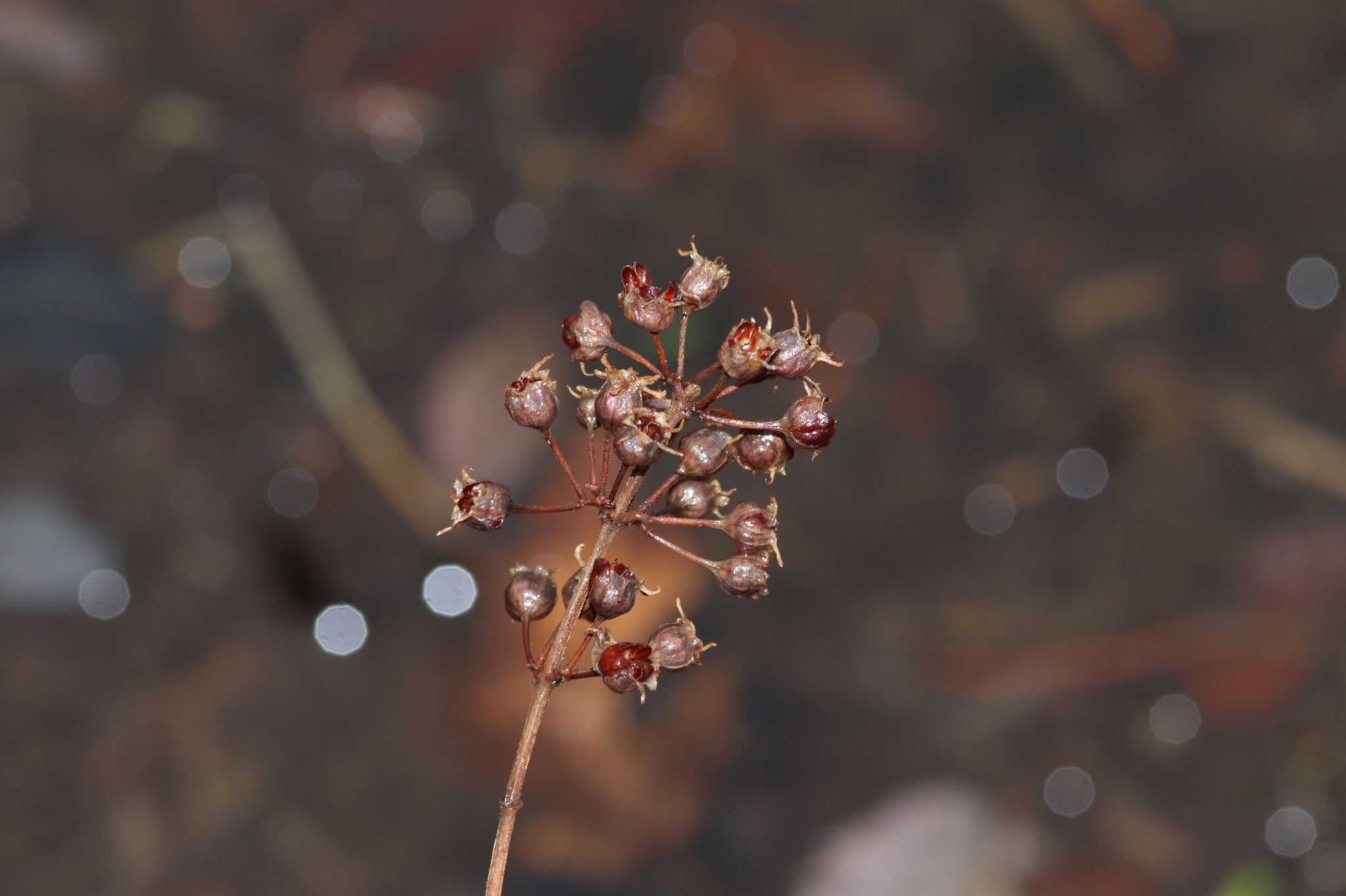 Decodon verticillatus (L.) Elliott