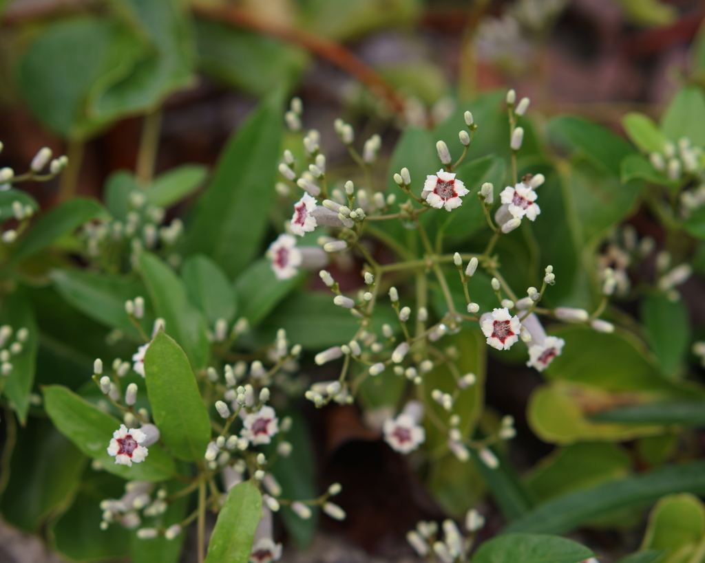 skunk vine from Siming District, Xiamen, Fujian, China on September 20 ...