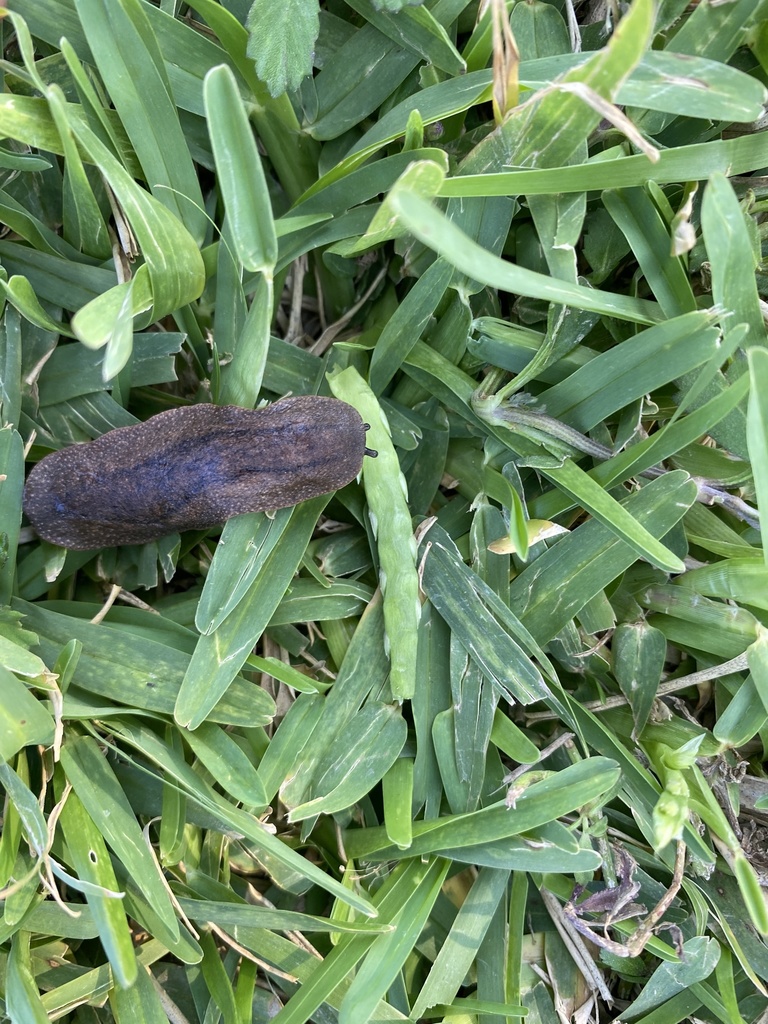 Tan Leatherleaf Slug from Marina Mazatlán, Mazatlán, SIN, MX on May 07 ...